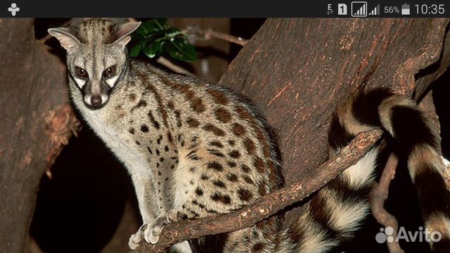 Отличный самец генеты