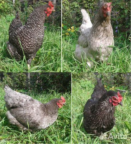 Куры несушки Доминант