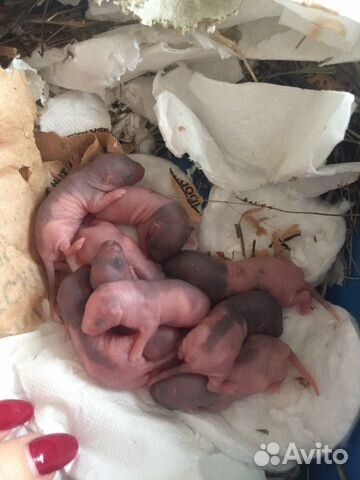 Крысята ручные