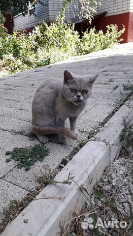 Породистая кошечка, стерилизована