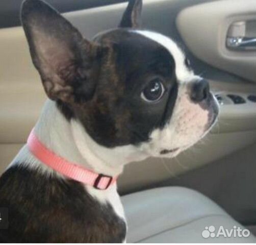 Шикарные щенки бостон терьер