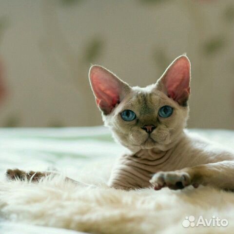 Голубоглазый жених