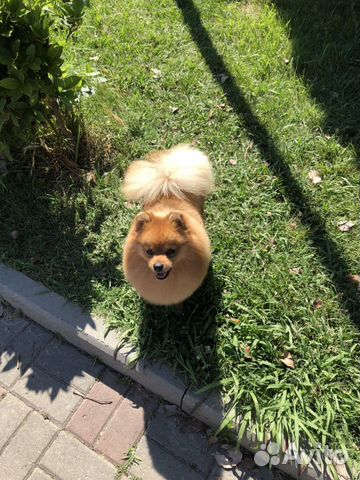 Вязка немецкий шпиц кобель