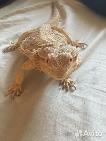 Продам бородатую агаму с террариумом