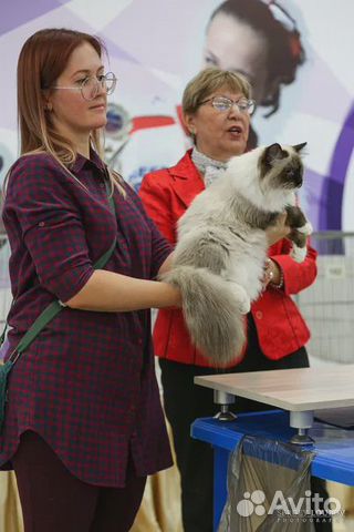 Невский маскарадный котик