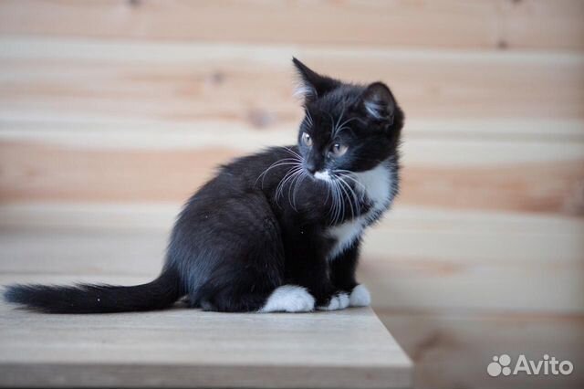 Котенок Метис черно-белые