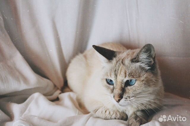 Кошка с космическими глазами