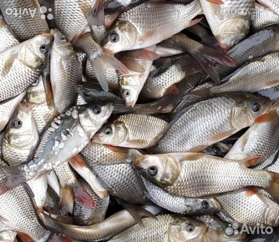 Малек карпа