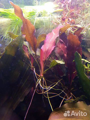 Сортовые Эхинодорусы