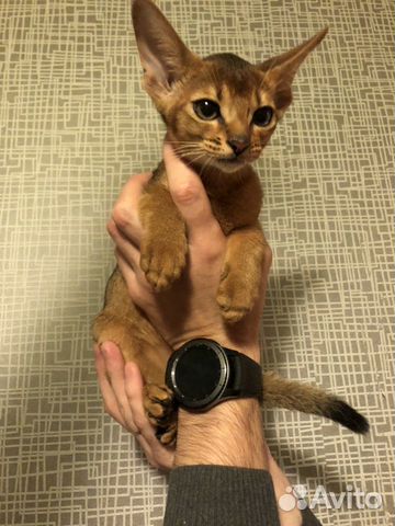 Котёнок Абиссин