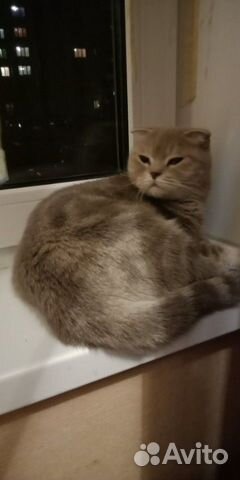 Отдам кошку