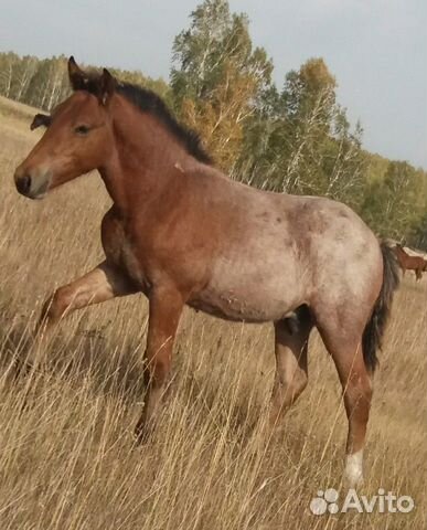 Продаются жеребчики