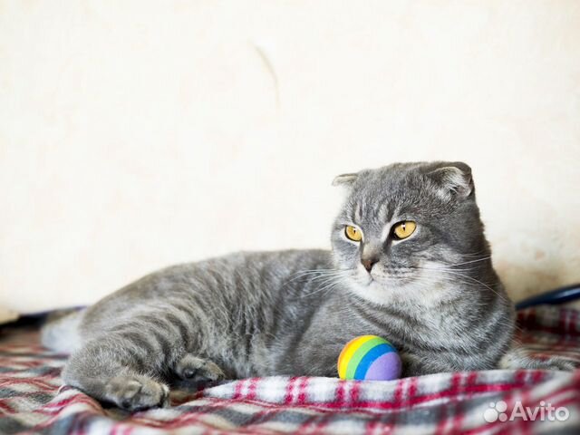 Кот Роман