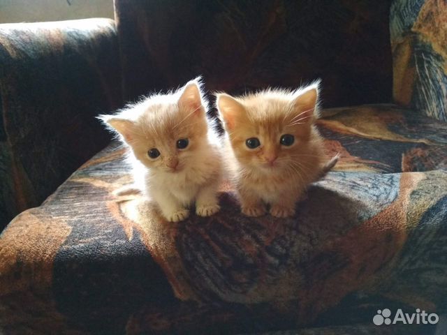 Котята солнечные