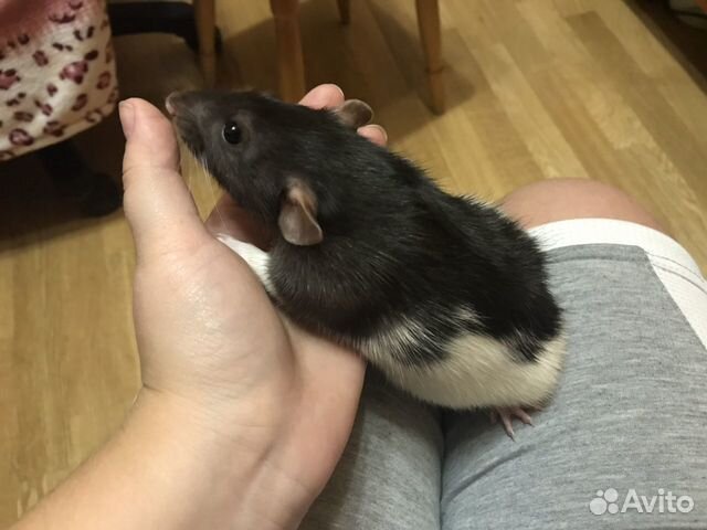 Отдаю в добрые руки крысят
