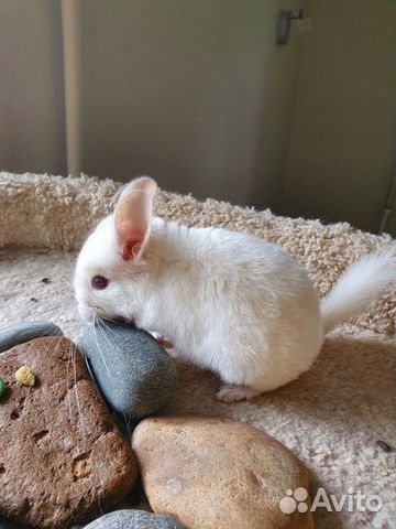 Шиншилла самец 3 месяца