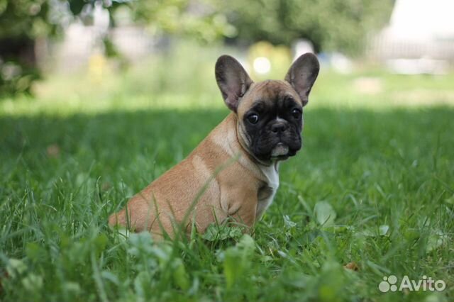 Щенки французского бульдога
