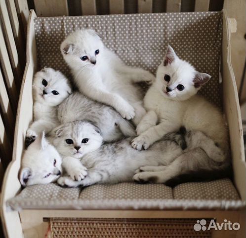 Шотландские котята фолд и страйт