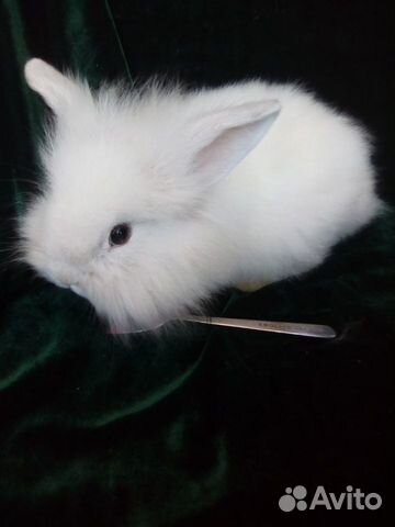 Специализированный питомник мини кроликов «Лапик»