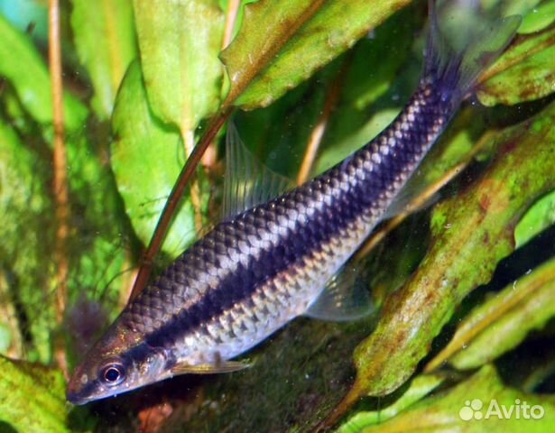 Сиамский водорослиед