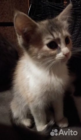 Кремовый котенок