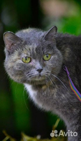 Ласкуша Бусинка