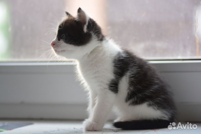 Настоящие котята