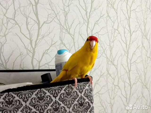 Попугай какарики с оборудованием