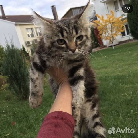 Котёнок Басик