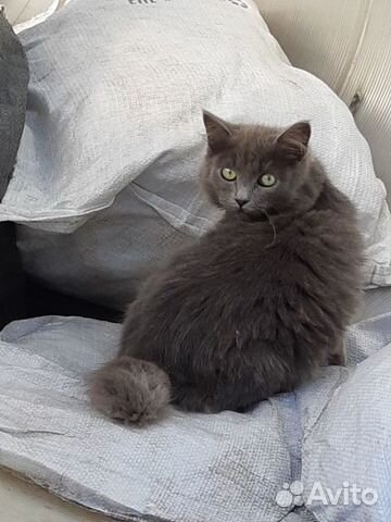 Котик-подросток, сын бобтейла