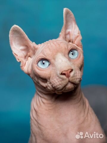 Котенок эльф