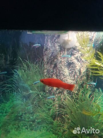 Меченосцы, 3шт