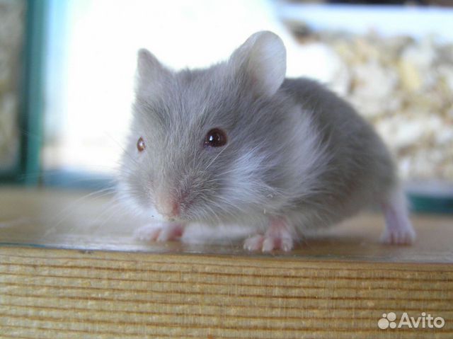 Сизый редкий Джунгарик