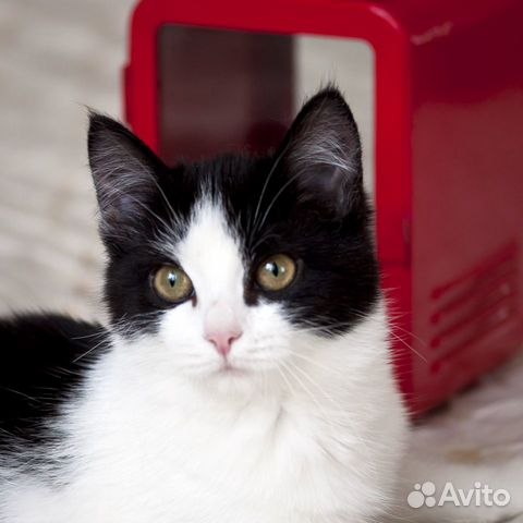 Клюква и Черри, кошечки 2,5-3мес