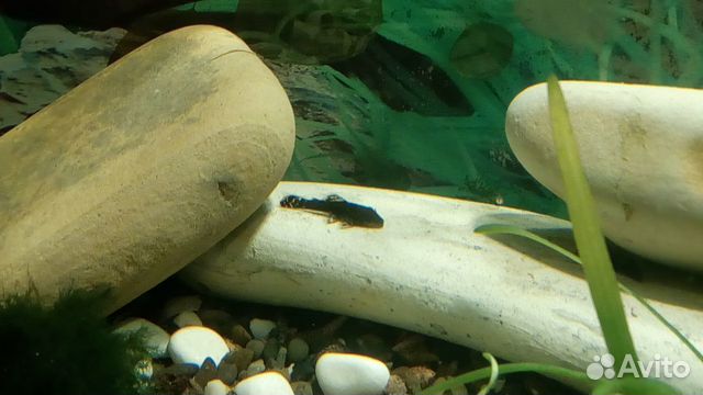 Сомики анцитруса