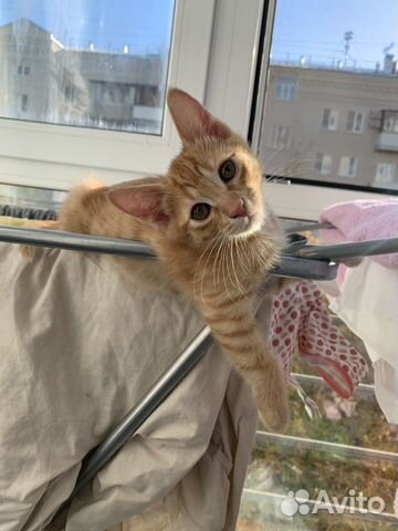 Рыжий котёнок Тиграша ищет вас