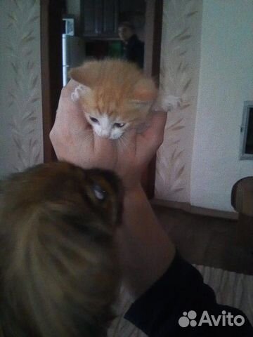 Сибирские котята отдам бесплатно