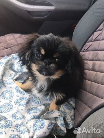 Щенок пекинеса