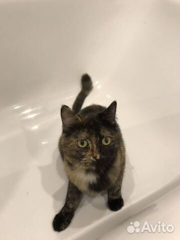 Кошка Плюша