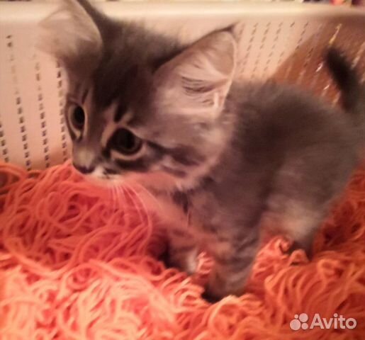 Котята