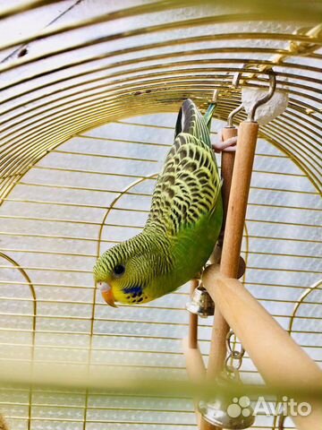 Попугай волнистый