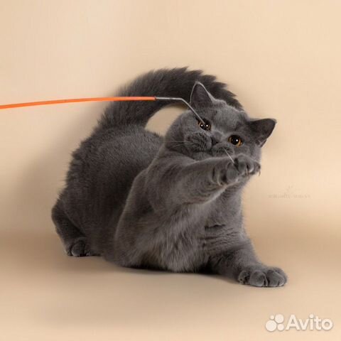 Молодой британский котик из питомника