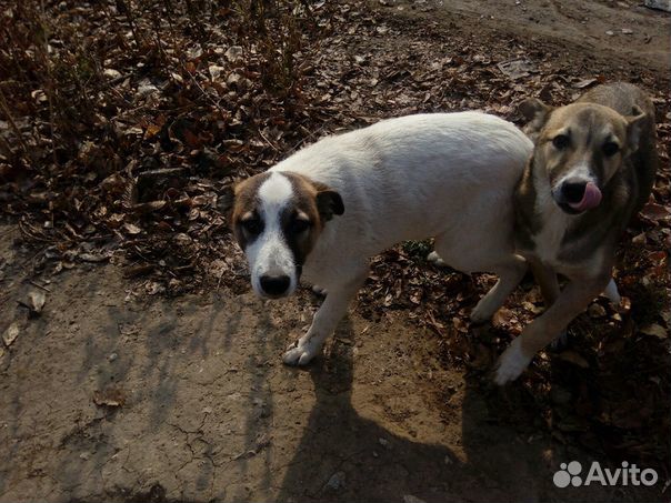 Щенок подросток