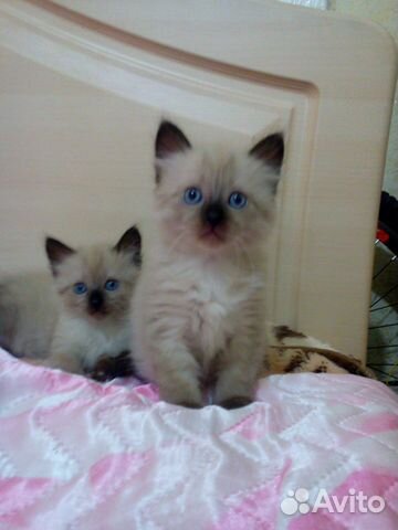 Продам котят невской маскарадной породы
