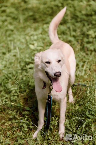 Собака (1,5 года) в дар, в добрые руки