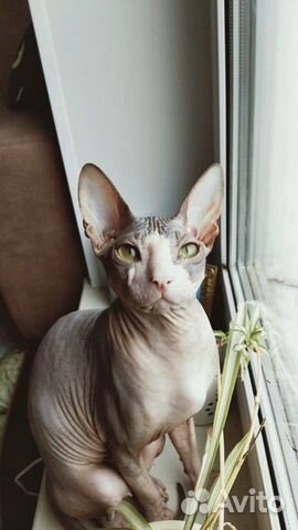 Ждем жениха