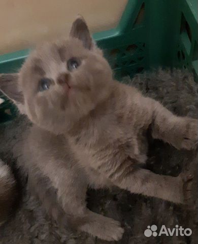 Котёнок старенький комочек счастья