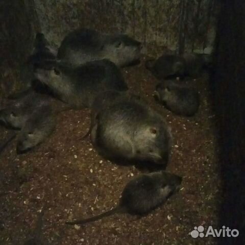Продам нутрий