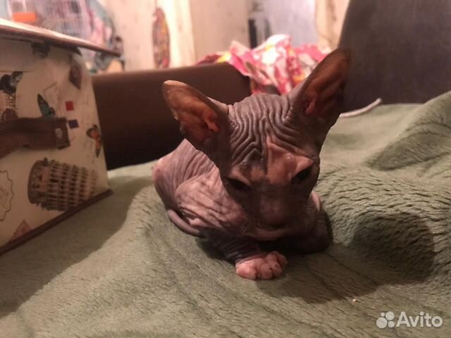 Котята сфинксы
