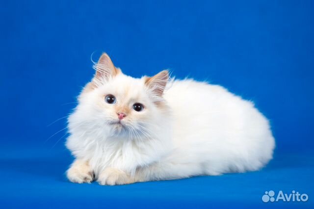 Невский маскарадный редпойнт котенок Ронни